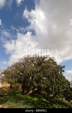 Israel Coastal Plain Sycamore tree Ficus Sycomorus in Ramat Gan Stock ...