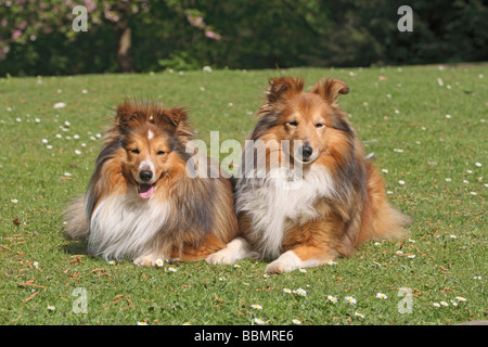 SHETLAND SHEEPDOG - FULL BODY, SIDE VIEW, LYING DOWN / IRELAND Stock ...