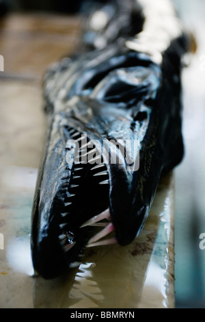A swordfish (espada) at Funchal Market, Madeira Stock Photo - Alamy