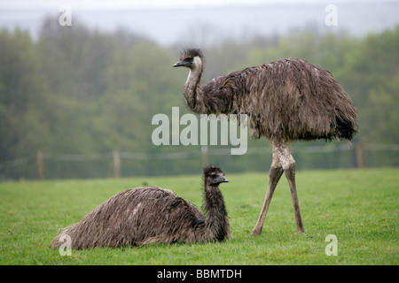 A young male and female Emu together Stock Photo - Alamy