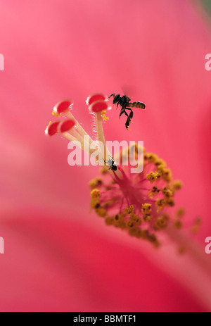 Bee inside Hibiscus Flower Stock Photo - Alamy