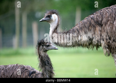 A young male and female Emu together Stock Photo - Alamy
