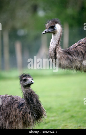 A young male and female Emu together Stock Photo - Alamy