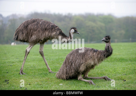 A young male and female Emu together Stock Photo - Alamy
