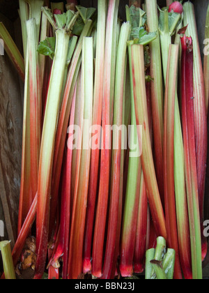 Rhubarb Rheum rhabarbarum Stock Photo - Alamy