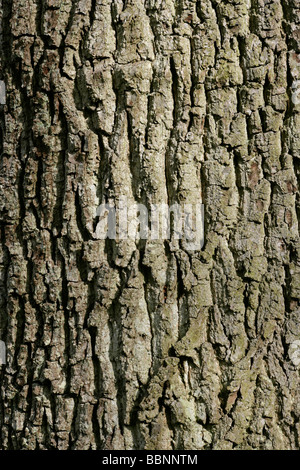 Oak tree trunk. Quercus Tree bark close up. Detail Stock Photo - Alamy