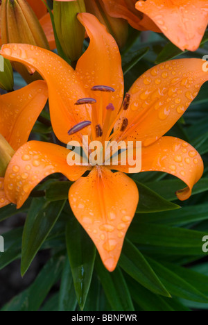 Asiatic lily, Lilium Orange Pixie, liliaceae Stock Photo - Alamy
