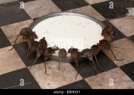 Rats drinking milk from a bowl at the Karni Mata Temple, Rat Temple ...