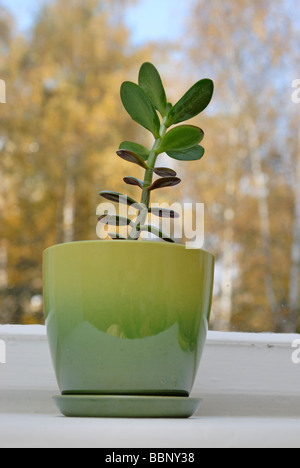 Succulent Leaves Of Single Jade Plant Growing On A Stone Soil Stock ...