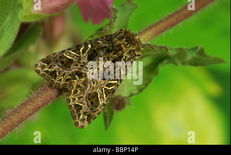 The Campion Hadena rivularis, a common British moth Stock Photo - Alamy