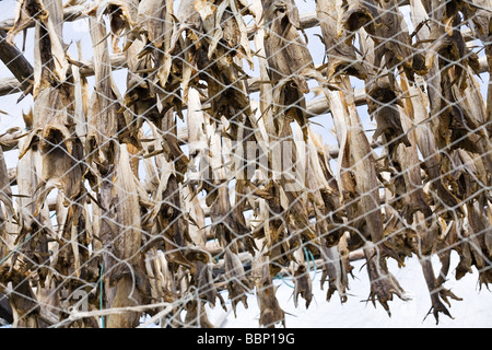 A closeup of hanging dried fish Stock Photo - Alamy