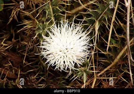 Flowering Thistle Plant, Simien Mountains National Park, Ethiopia ...