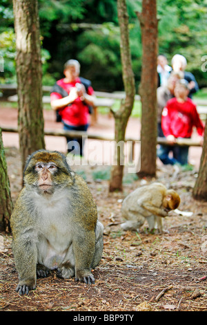 MONKEY MOUNTAIN, 280 BARBARY MACAQUES LIVE IN FREEDOM IN A 24 HECTARE ...