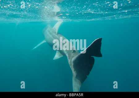 Basking shark feeding of the Cornish Coastline Mouth closed while ...