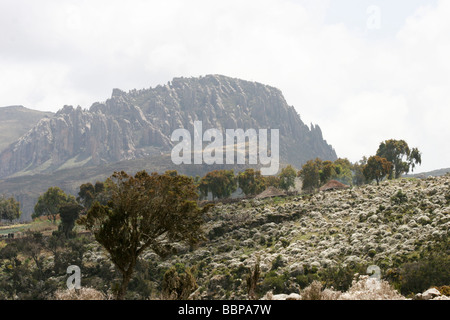 Africa Ethiopia Oromia Region Bale Mountains giant lobelia Lobelia ...