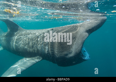 Basking shark feeding of the Cornish Coastline Cornwall UK Stock Photo ...