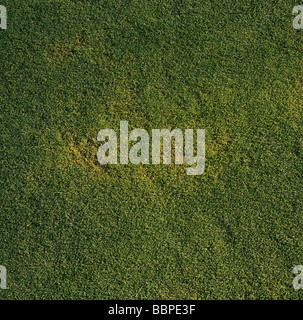 Lawn Damage and grass disease as damaged sod roots causing a brown ...