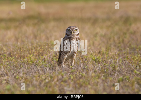 Burrowing Owl also know as Ground Owl Prairie Dog Owl Rattlesnake Owl ...