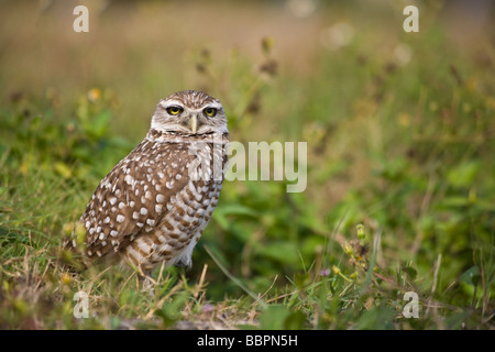 Burrowing Owl also know as Ground Owl Prairie Dog Owl Rattlesnake Owl ...