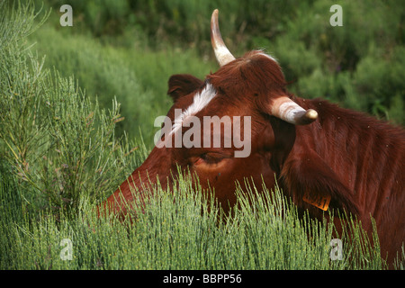 FERRANDAISE COW IN A MEADOW, AUVERGNE REGIONAL NATURAL PARK OF VOLCANOS ...
