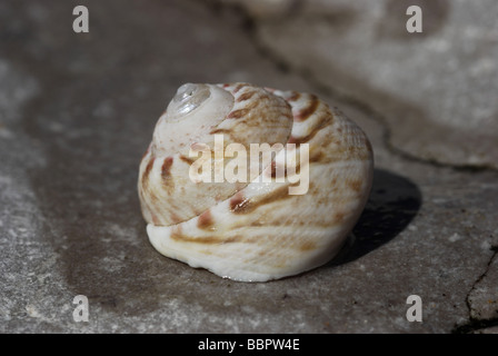 Purple topshell Flat topshell Stock Photo - Alamy