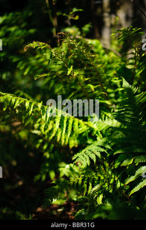 English country garden, Fraddam, Cornwall Stock Photo - Alamy