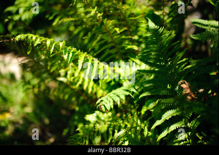 English country garden, Fraddam, Cornwall Stock Photo - Alamy