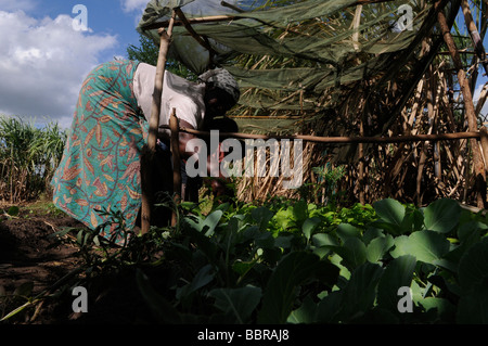 A farm worker working working in a farm Malawi Africa Stock Photo - Alamy