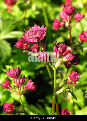 Astrantia major 'Ruby Wedding' Stock Photo - Alamy