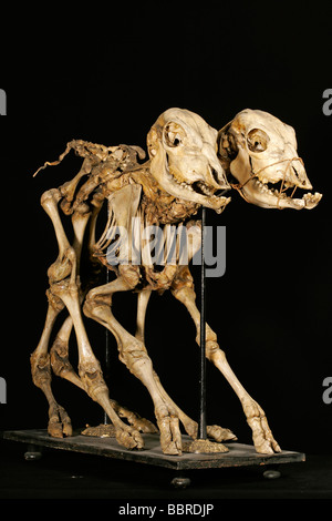 Two Headed Skeleton Stock Photo - Alamy