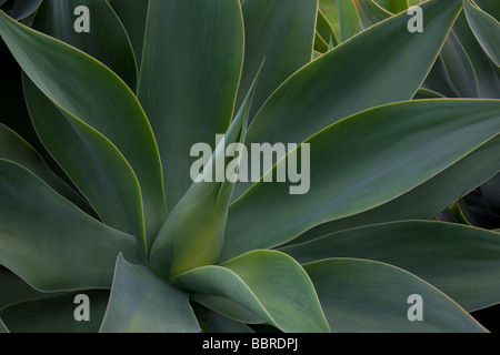 Agave plant Upcountry Maui Hawaii Stock Photo - Alamy