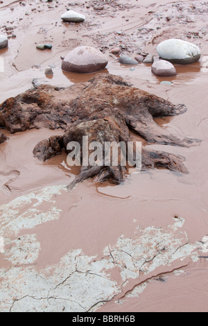 Submarine forest revealed by low tide at Porlock Weir, somerset, UK ...
