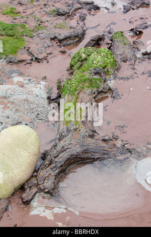 Submarine forest revealed by low tide at Porlock Weir, somerset, UK ...