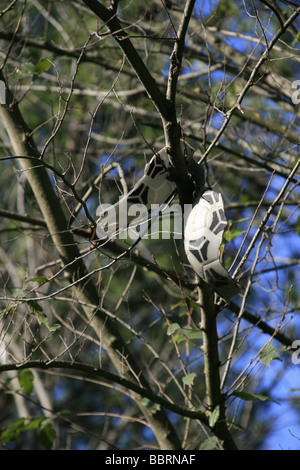 one burst ball stuck in trees in park Stock Photo - Alamy