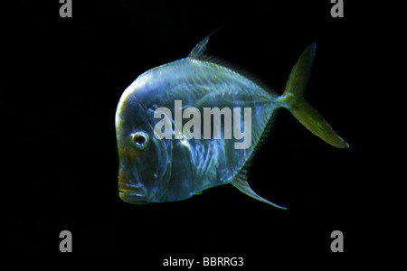 Lookdown Fish, Selene vomer, Carangidae, aka Moonfish, Bluntnose or ...