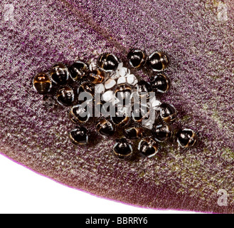 Beetles hatching from eggs on undersurface of house plant leaf Stock ...