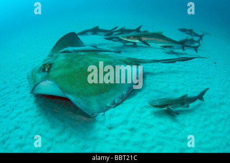Large Roughtail Stingray (Dasyatis centroura) followed by a school of ...