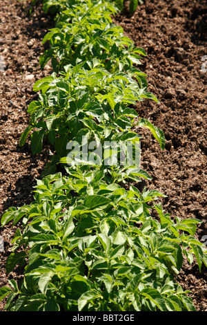 rows of potato plants named home guard known for its early crop ...