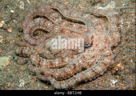 Atlantic Long Arm Octopus, Octopus defilippi, on the bottom of the Lake ...