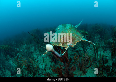 Loggerhead Sea Turtle equipped with tracking device to help scientists ...