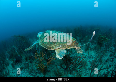Loggerhead Sea Turtle equipped with tracking device to help scientists ...