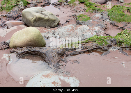 Submarine forest revealed by low tide at Porlock Weir, somerset, UK ...