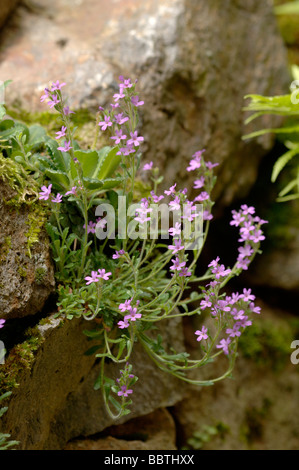 Fairy foxglove, Erinus alpinus, in flower on rock-ledge, Pyrenees Stock ...