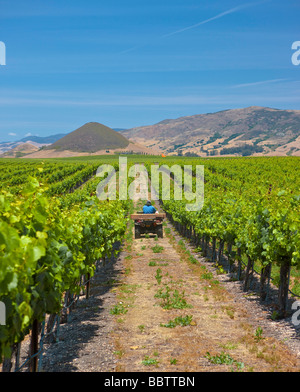California vineyards. Vineyard landscape Edna valley, mountains and ...