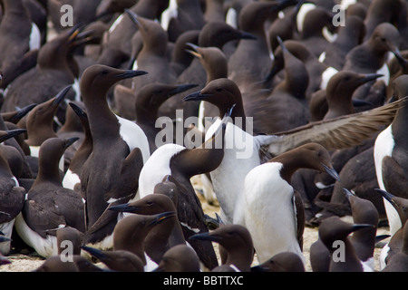 Common guillemot (Uria aalgae), colony, in the snow, Hornoya, Hornoya ...