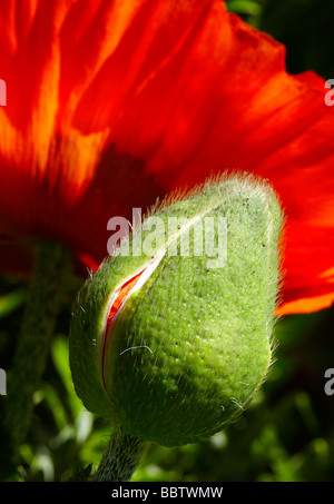 Vibrant red Oriental Red poppies - Papaver Orientale image taken Stock ...