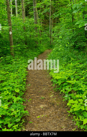 Trees in a forest, Hoosier National Forest, Indiana, USA Stock Photo ...