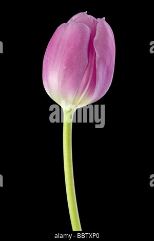A pink Tulip flower Stock Photo - Alamy