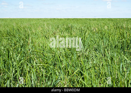 switchgrass being grown in a research plot in Oklahoma to provide a ...