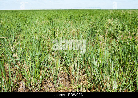 switchgrass being grown in a research plot in Oklahoma to provide a ...